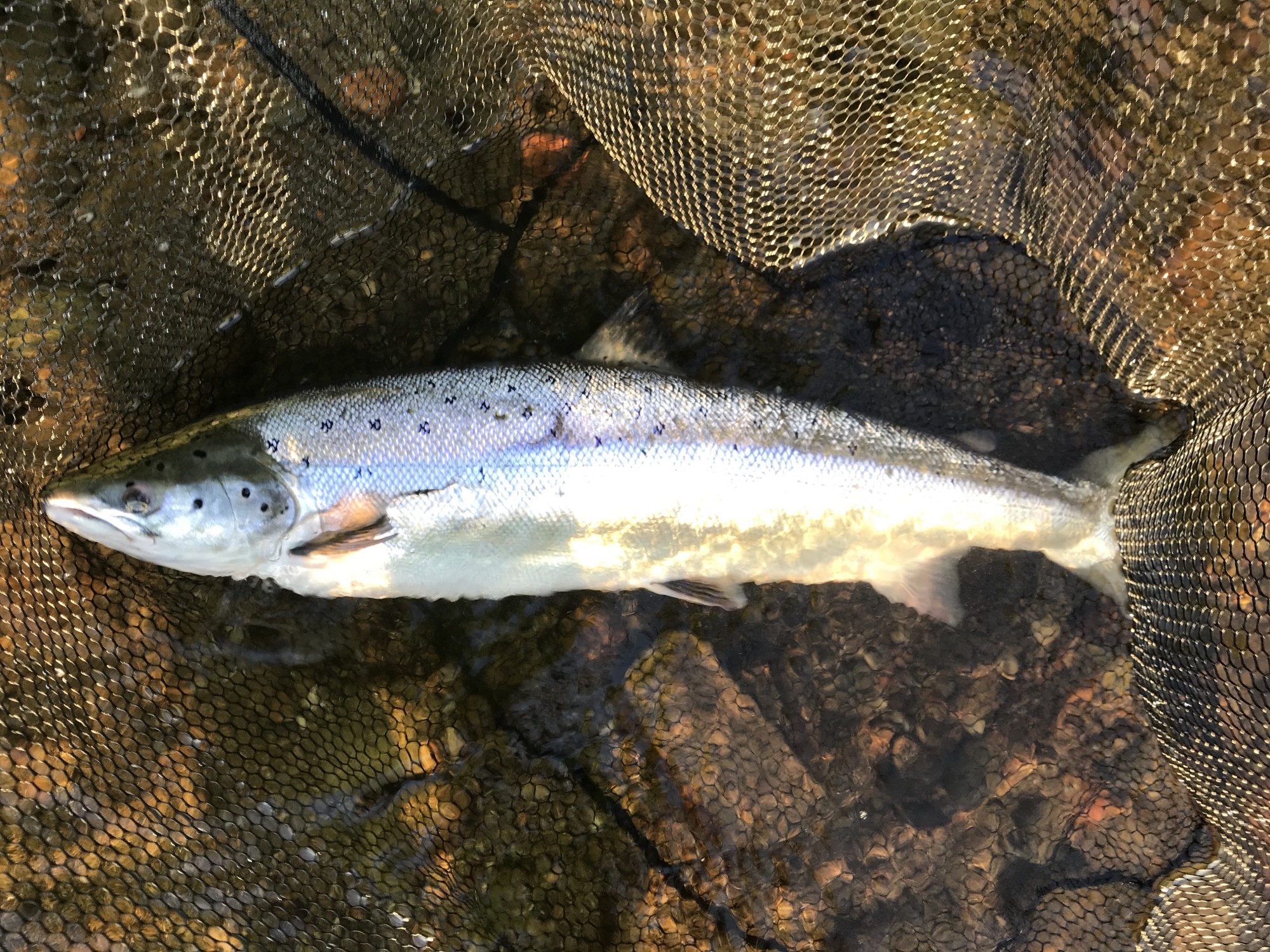 What Is The Best Time Of Year To Fish In Scotland
