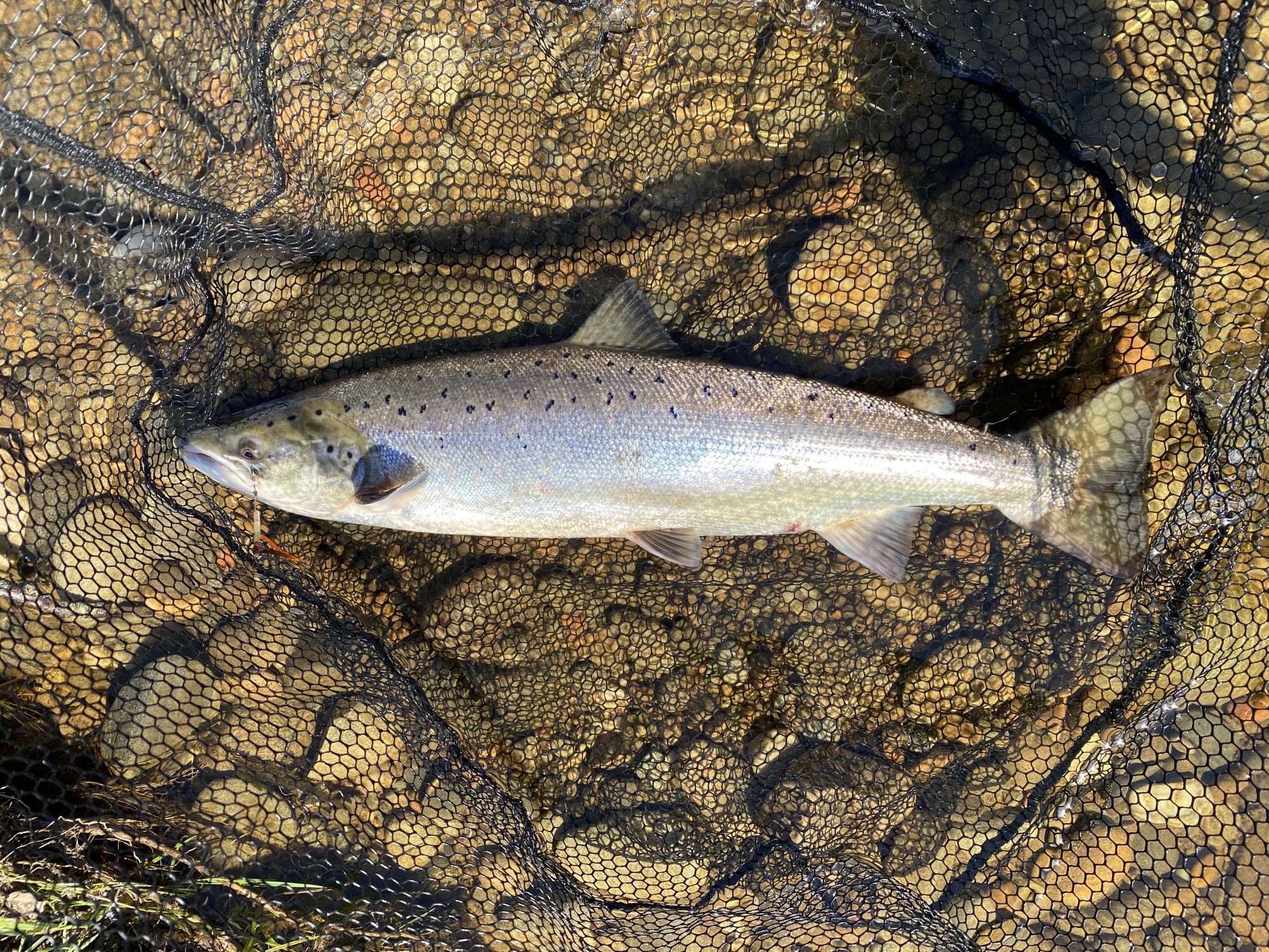 How To Fish For Salmon In Bright Light