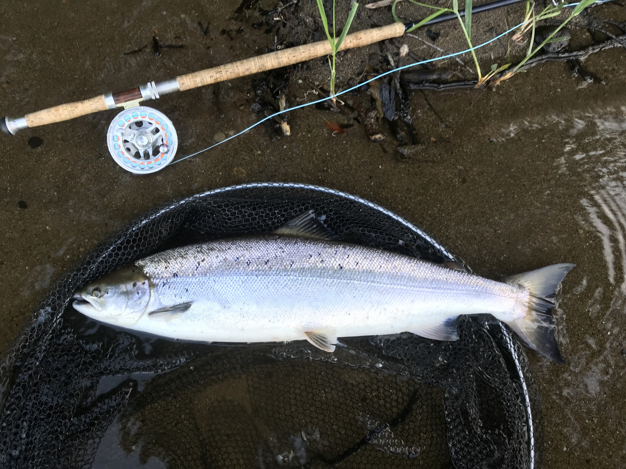 How To Make A Salmon Take A Fly