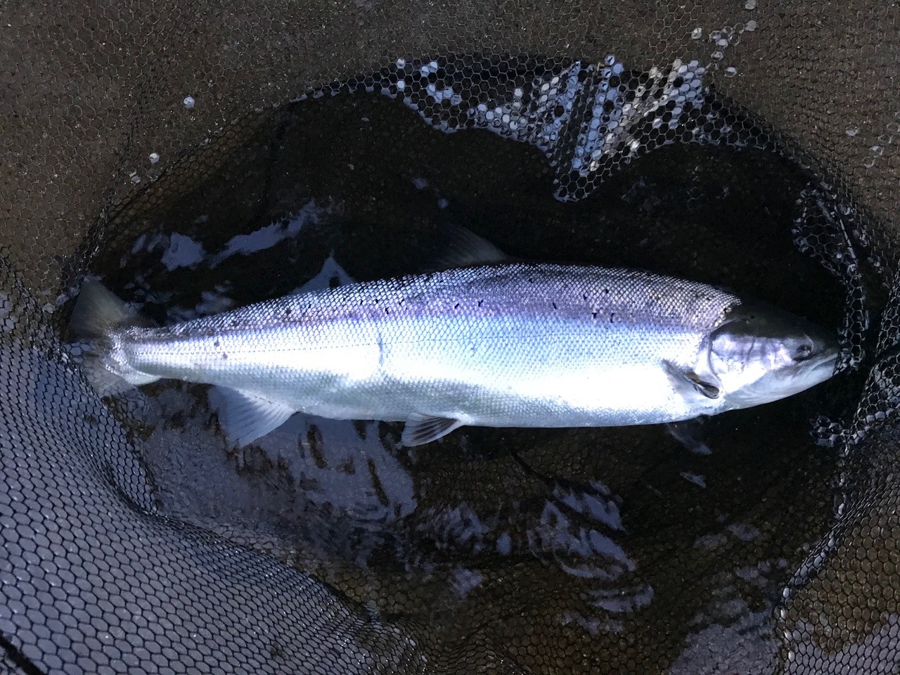 How To Fish For Salmon During Early Spring In Scotland