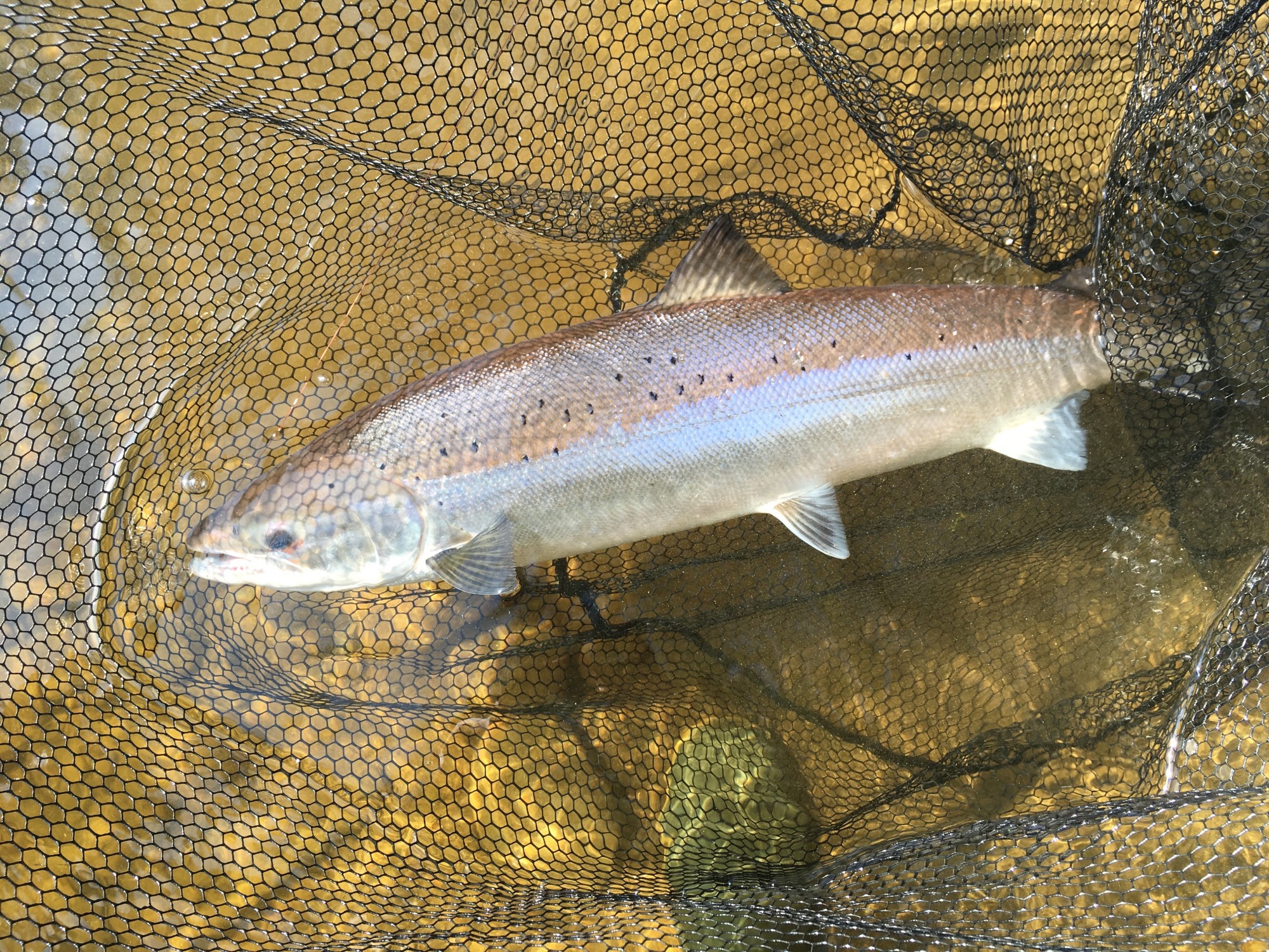 How To Hook a Salmon On The Fly