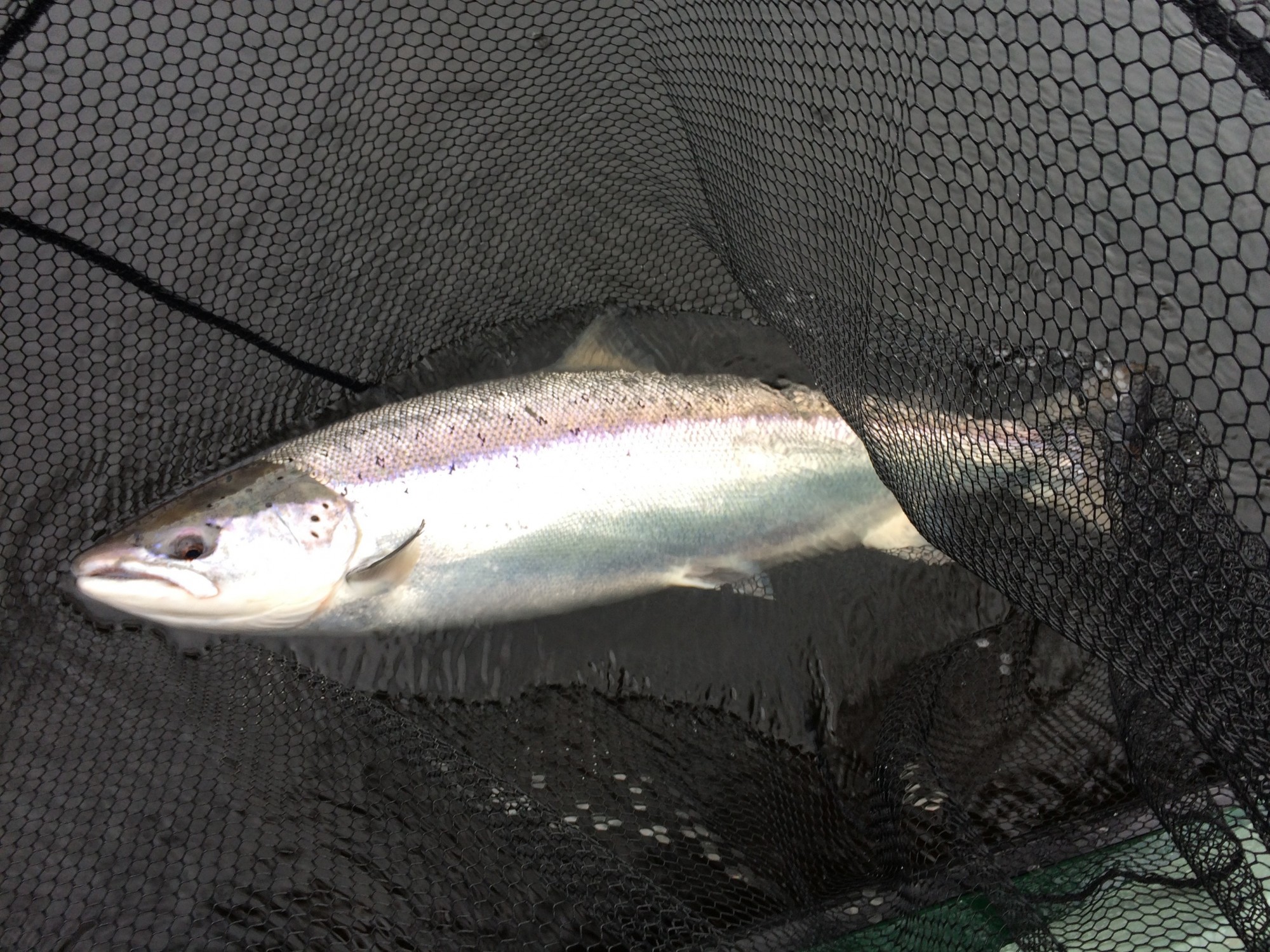 When Is The Best Time To Fish For Salmon In Scotland