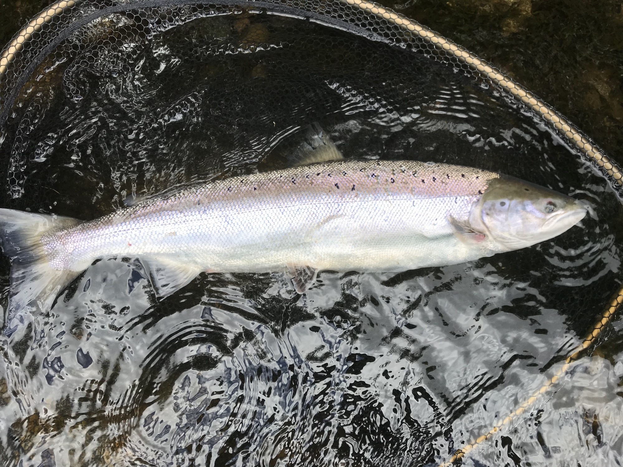 Why Do Salmon Take A Fly