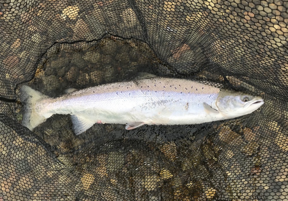 How To Make A Salmon Take A Fly