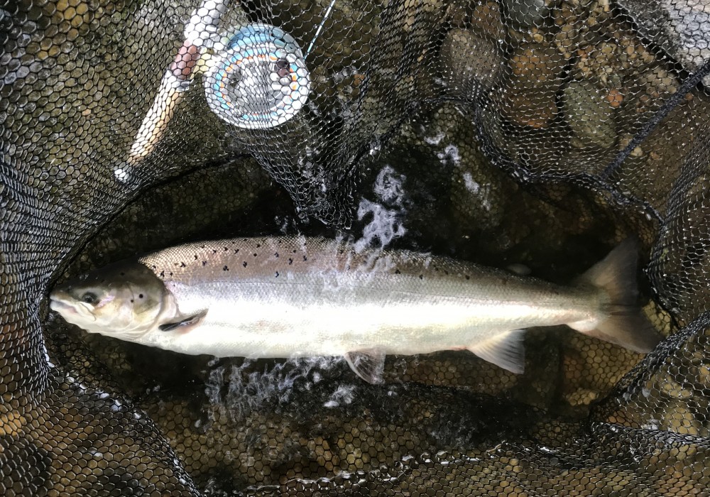 River Tay Salmon Fishing