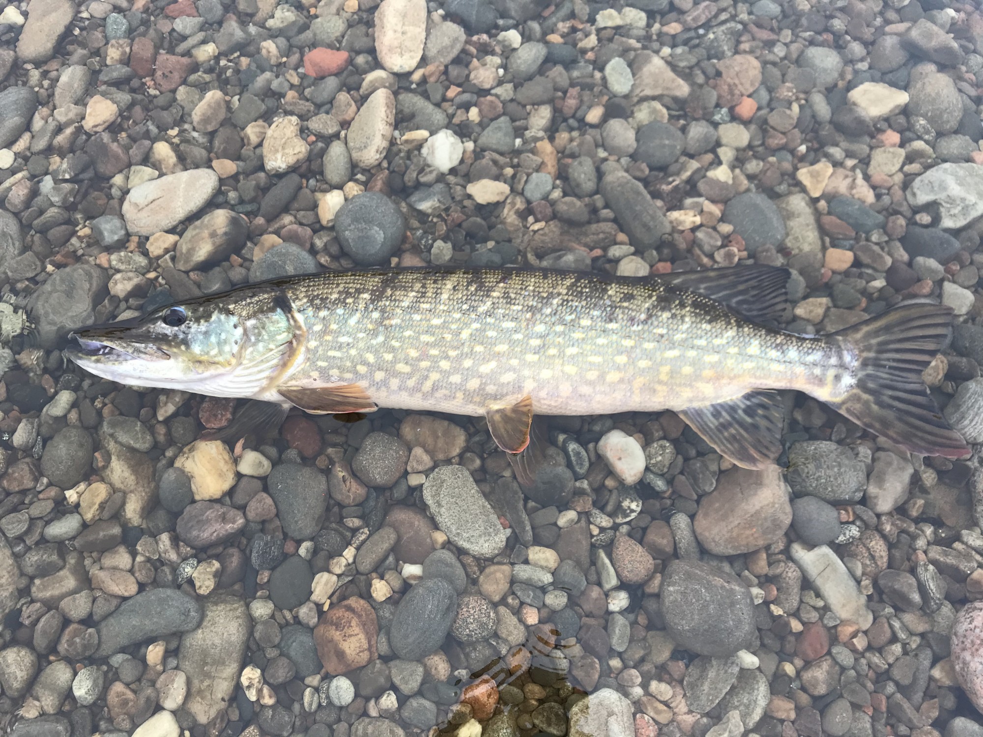 Are There Pike In The Scottish Rivers
