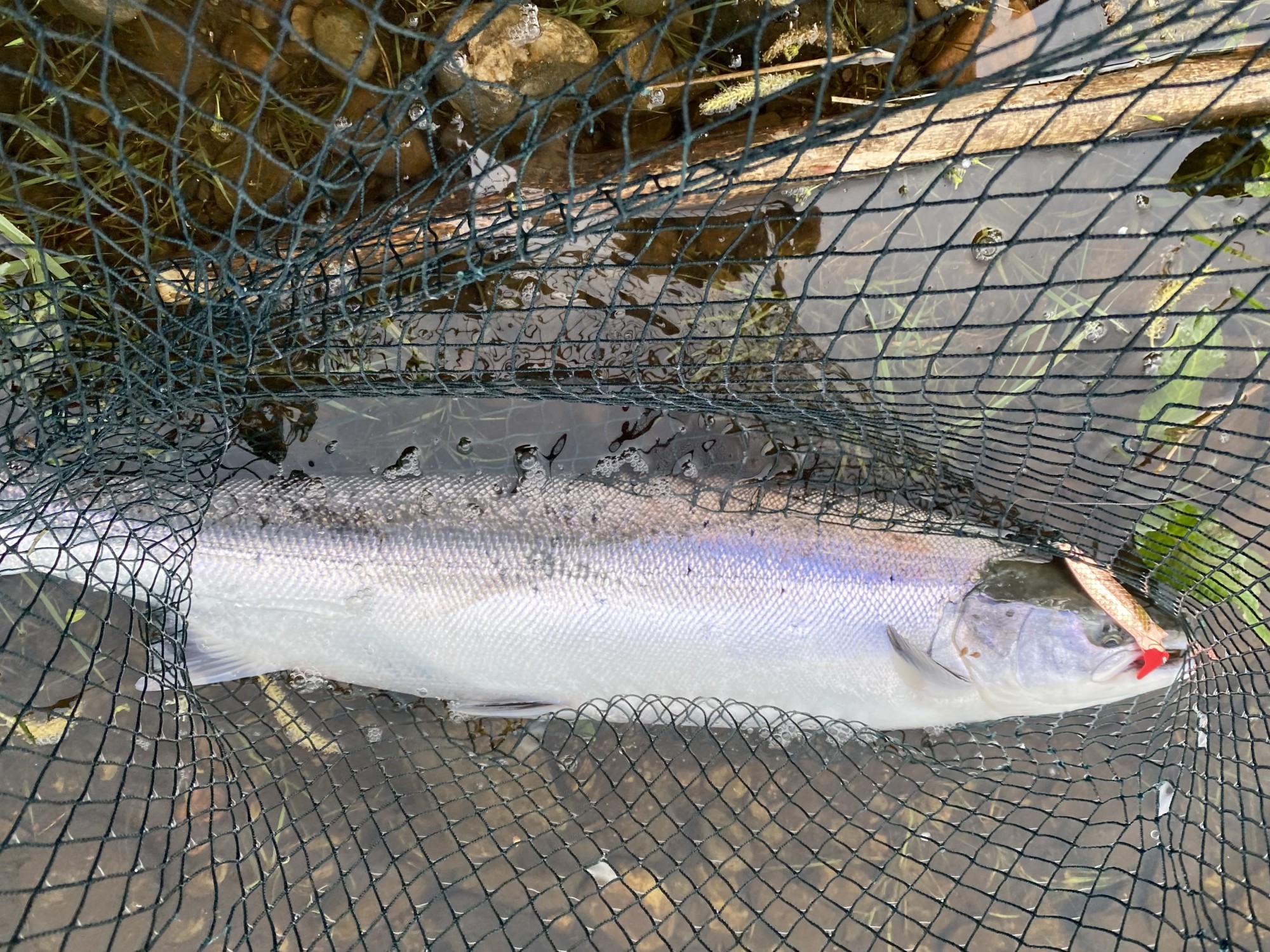 How To Hook A Salmon When Spin Fishing